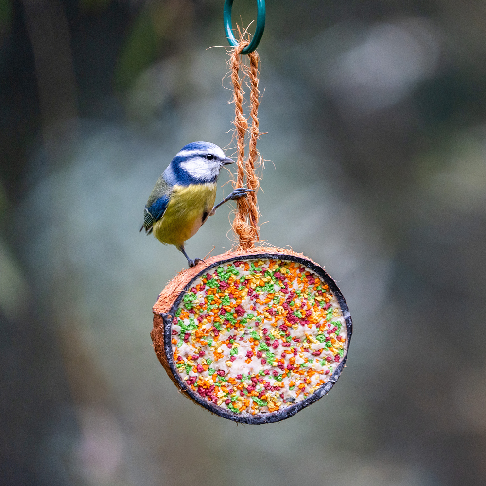 Fuglefoder til Vildtfugle – Frø, Nødder & Mejsebolde | Vivara